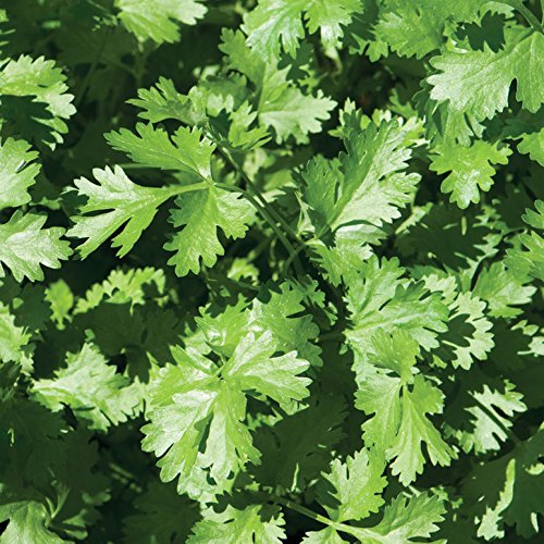 David's Garden Seeds Herb Cilantro Calypso 2324 (Green) 200 Non-GMO, Heirloom Seeds