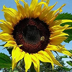 David's Garden Seeds Sunflower Tall Single Stem Black Russian 5199 (Black) 25 Non-GMO, Heirloom Seeds