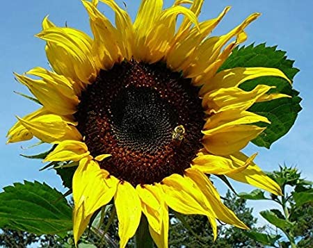 David's Garden Seeds Sunflower Tall Single Stem Black Russian 5199 (Black) 25 Non-GMO, Heirloom Seeds