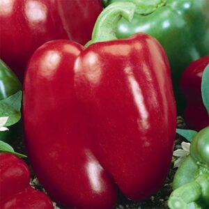 david’s garden seeds pepper bell keystone giant 1188 (red) 25 non-gmo, heirloom seeds