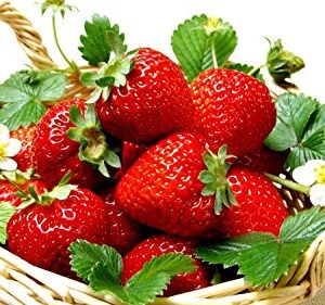 Everbearing Ozark Beauty Strawberry Plants 12 Bare Root Plants - TOP Producer