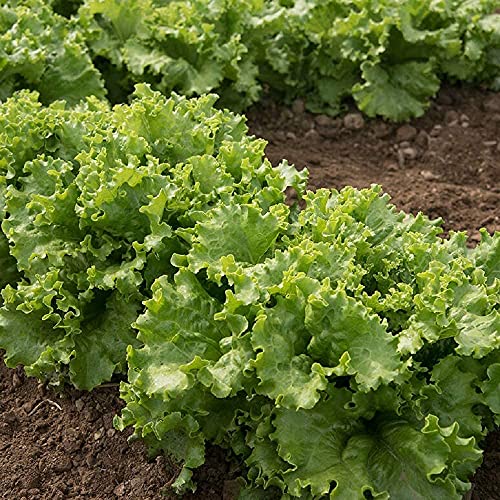 David's Garden Seeds Lettuce Oakleaf Starfighter (Green) 200 Non-GMO, Open Pollinated Seeds