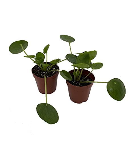 Hirt's Gardens Chinese Money Plant - Pilea peperomiodes - 2 Plants in 2" Pots