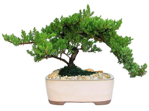 Eve's Garden Japanese Juniper Bonsai Tree, 10 Years Old Japanese Juniper, Planted in 10 Inch Ceramic Container, Outdoor Bonsai !!! Cannot Ship to CA California, AZ Arizona, & HI Hawaii !!!