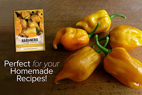 Yellow Habanero Pepper Seeds for Planting 100 Heirloom Non-GMO Habanero Peppers Plant Seeds for Home Garden Vegetables Makes a Great Gift for Gardeners by Gardeners Basics