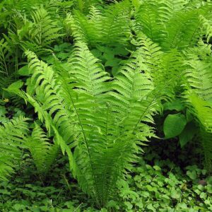 05 Ostrich Fern Bare Root Ground Cover for Planting Planting Growing Outdoor Indoor Perennial Ornaments Can Grow Pots Gift Garden