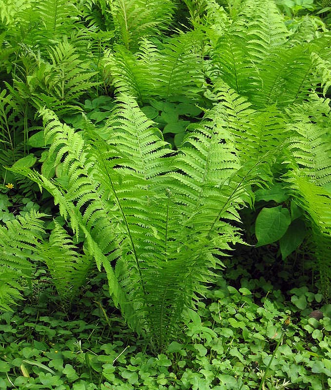 05 Ostrich Fern Bare Root Ground Cover for Planting Planting Growing Outdoor Indoor Perennial Ornaments Can Grow Pots Gift Garden