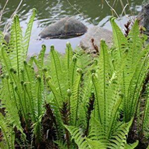 05 Ostrich Fern Bare Root Ground Cover for Planting Planting Growing Outdoor Indoor Perennial Ornaments Can Grow Pots Gift Garden