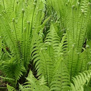 05 Ostrich Fern Bare Root Ground Cover for Planting Planting Growing Outdoor Indoor Perennial Ornaments Can Grow Pots Gift Garden