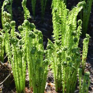 05 Ostrich Fern Bare Root Ground Cover for Planting Planting Growing Outdoor Indoor Perennial Ornaments Can Grow Pots Gift Garden