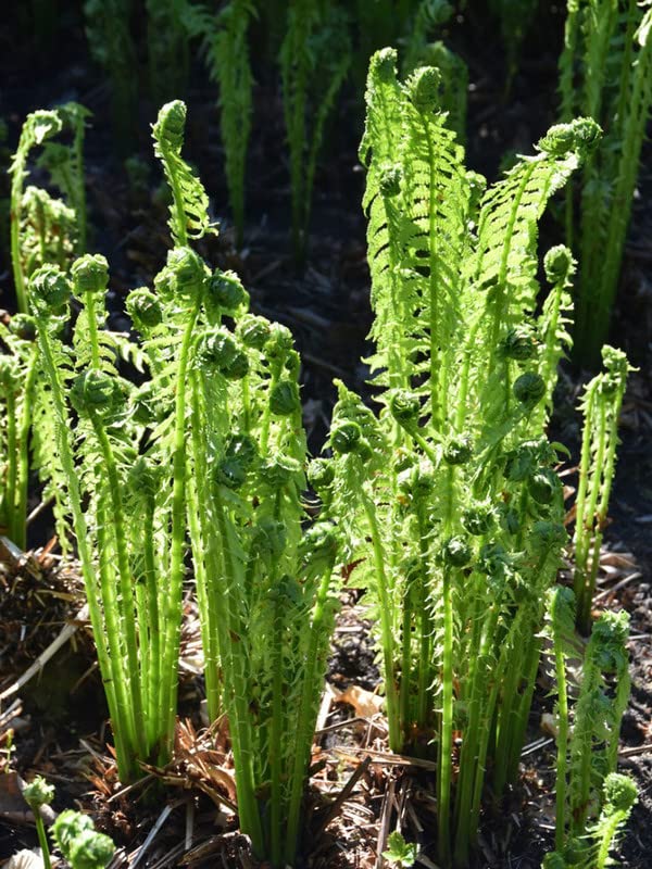 05 Ostrich Fern Bare Root Ground Cover for Planting Planting Growing Outdoor Indoor Perennial Ornaments Can Grow Pots Gift Garden