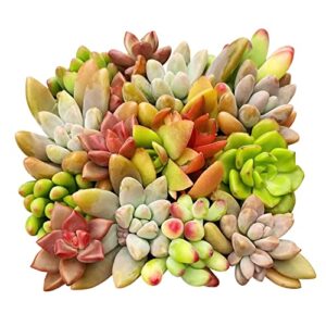 10 assorted live succulent cuttings, rare varieties plant clipping, great for terrariums, mini gardens, diy projects, starter plants, wedding decor gift, no 2 succulents alike, easy to grow