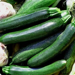 25 black beauty zucchini summer squash seeds for planting. non gmo and heirloom. 3 grams of seeds. garden vegetable survival