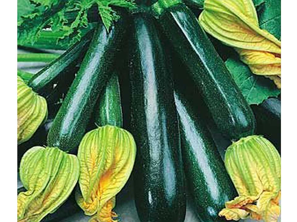 25 Black Beauty Zucchini Summer Squash Seeds for Planting. Non GMO and Heirloom. 3 Grams of Seeds. Garden Vegetable Survival