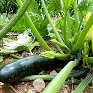 25 Black Beauty Zucchini Summer Squash Seeds for Planting. Non GMO and Heirloom. 3 Grams of Seeds. Garden Vegetable Survival