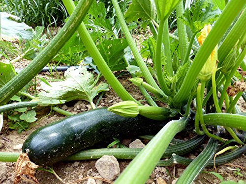 25 Black Beauty Zucchini Summer Squash Seeds for Planting. Non GMO and Heirloom. 3 Grams of Seeds. Garden Vegetable Survival