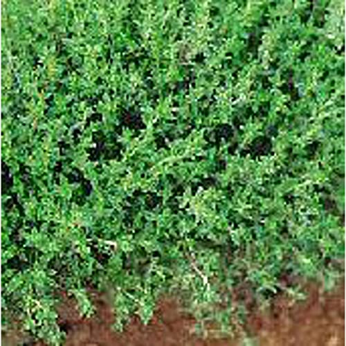 Winter Savory Seeds (20+ Seeds) | Non GMO | Vegetable Fruit Herb Flower Seeds for Planting | Home Garden Greenhouse Pack