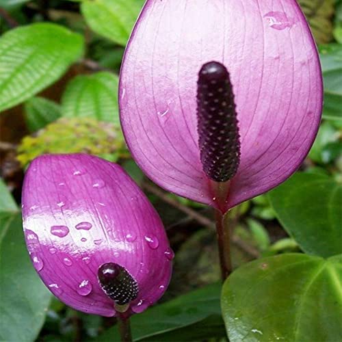 QAUZUY GARDEN Fresh 100 Violet Anthurium Flamingo Laceleaf Seeds for Planting Tropical Exotic Plant Purify Indoor Air Velvet Cardboard Easy to Grow & Maintain