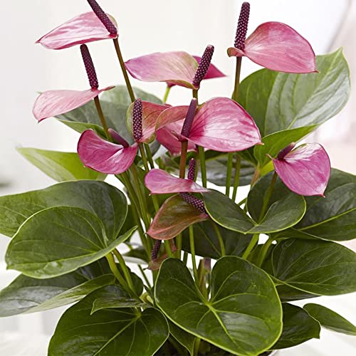 QAUZUY GARDEN Fresh 100 Violet Anthurium Flamingo Laceleaf Seeds for Planting Tropical Exotic Plant Purify Indoor Air Velvet Cardboard Easy to Grow & Maintain