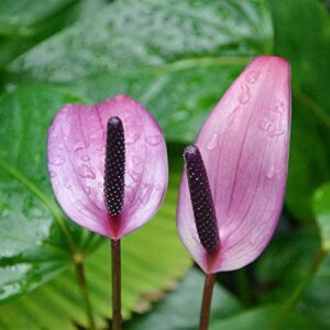 QAUZUY GARDEN Fresh 100 Violet Anthurium Flamingo Laceleaf Seeds for Planting Tropical Exotic Plant Purify Indoor Air Velvet Cardboard Easy to Grow & Maintain