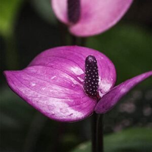 QAUZUY GARDEN Fresh 100 Violet Anthurium Flamingo Laceleaf Seeds for Planting Tropical Exotic Plant Purify Indoor Air Velvet Cardboard Easy to Grow & Maintain