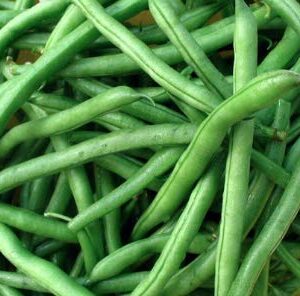 Provider Bush Green Bean Seeds for Planting, 30+ Heirloom Seeds Per Packet, (Isla's Garden Seeds), Non GMO Seeds, Botanical Name: Phaseolus vulgaris, Great Home Garden Gift