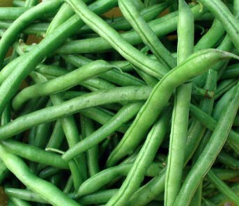 Provider Bush Green Bean Seeds for Planting, 30+ Heirloom Seeds Per Packet, (Isla's Garden Seeds), Non GMO Seeds, Botanical Name: Phaseolus vulgaris, Great Home Garden Gift