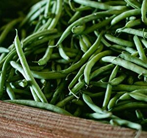 Provider Bush Green Bean Seeds for Planting, 30+ Heirloom Seeds Per Packet, (Isla's Garden Seeds), Non GMO Seeds, Botanical Name: Phaseolus vulgaris, Great Home Garden Gift