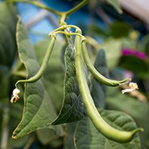 Provider Bush Green Bean Seeds for Planting, 30+ Heirloom Seeds Per Packet, (Isla's Garden Seeds), Non GMO Seeds, Botanical Name: Phaseolus vulgaris, Great Home Garden Gift