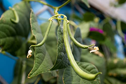 Provider Bush Green Bean Seeds for Planting, 30+ Heirloom Seeds Per Packet, (Isla's Garden Seeds), Non GMO Seeds, Botanical Name: Phaseolus vulgaris, Great Home Garden Gift