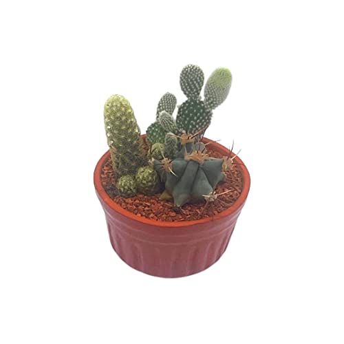 Cactus Garden, 3 Different Cacti in a 4 inch Terracotta Ceramic Pot, Dish Liner, Assorted Cacti, Variety Assortment, House Plant Gift