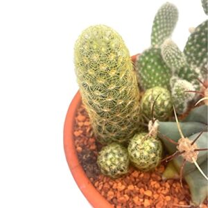 Cactus Garden, 3 Different Cacti in a 4 inch Terracotta Ceramic Pot, Dish Liner, Assorted Cacti, Variety Assortment, House Plant Gift