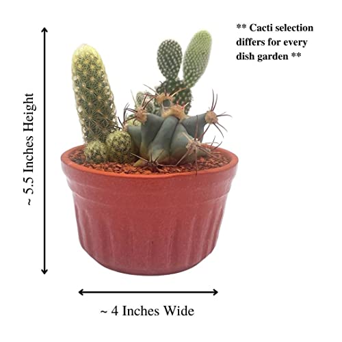 Cactus Garden, 3 Different Cacti in a 4 inch Terracotta Ceramic Pot, Dish Liner, Assorted Cacti, Variety Assortment, House Plant Gift