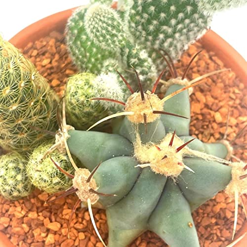 Cactus Garden, 3 Different Cacti in a 4 inch Terracotta Ceramic Pot, Dish Liner, Assorted Cacti, Variety Assortment, House Plant Gift