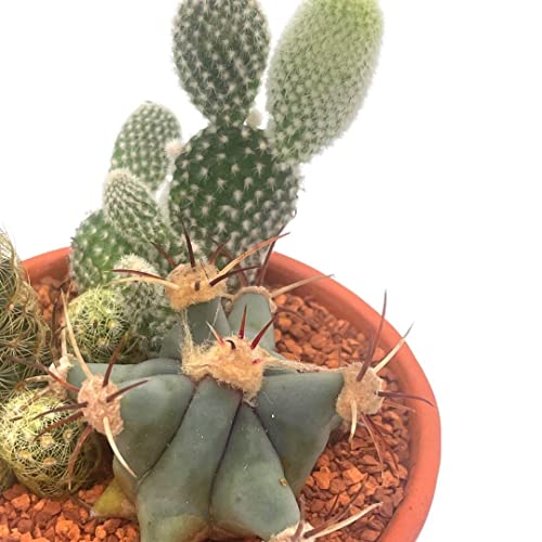 Cactus Garden, 3 Different Cacti in a 4 inch Terracotta Ceramic Pot, Dish Liner, Assorted Cacti, Variety Assortment, House Plant Gift