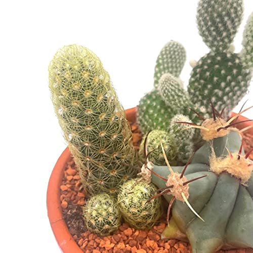 Cactus Garden, 3 Different Cacti in a 4 inch Terracotta Ceramic Pot, Dish Liner, Assorted Cacti, Variety Assortment, House Plant Gift