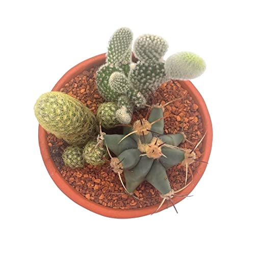 Cactus Garden, 3 Different Cacti in a 4 inch Terracotta Ceramic Pot, Dish Liner, Assorted Cacti, Variety Assortment, House Plant Gift