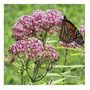 david’s garden seeds flower native texas milkweed swamp rose 4523 (pink) 50 non-gmo, heirloom seeds