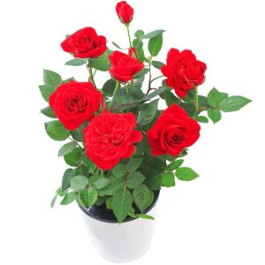 rose “carola rose” seedlings 2pcs ,light red rose bush,rose hedging,living tinged rose plant,perennial plant root,home garden yard decor blooms this year,easy planting