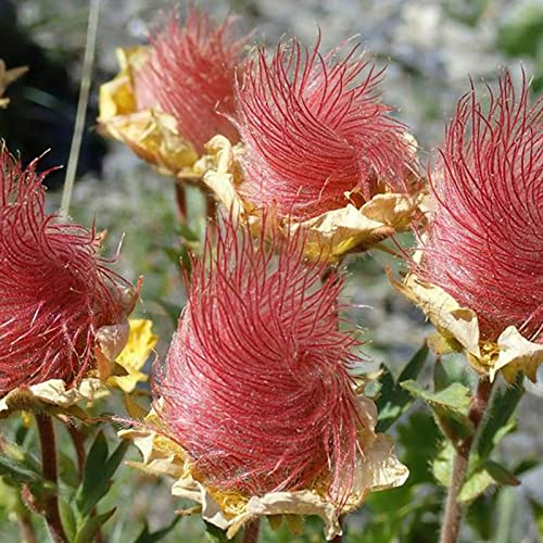 50 Pcs Prairie Smoke Seeds Plant Fresh Garden Seeds ,Geum triflorum Seeds Non-GMO