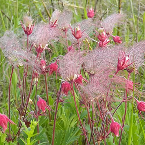 50 Pcs Prairie Smoke Seeds Plant Fresh Garden Seeds ,Geum triflorum Seeds Non-GMO