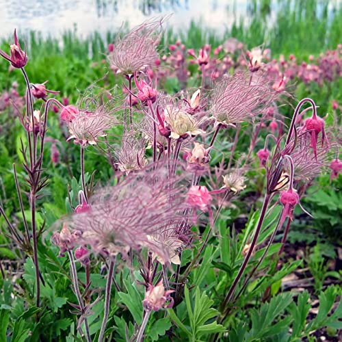 50 Pcs Prairie Smoke Seeds Plant Fresh Garden Seeds ,Geum triflorum Seeds Non-GMO