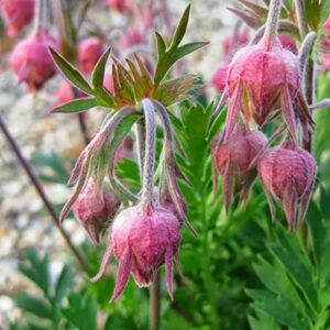 50 Pcs Prairie Smoke Seeds Plant Fresh Garden Seeds ,Geum triflorum Seeds Non-GMO