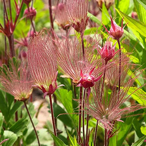 50 Pcs Prairie Smoke Seeds Plant Fresh Garden Seeds ,Geum triflorum Seeds Non-GMO