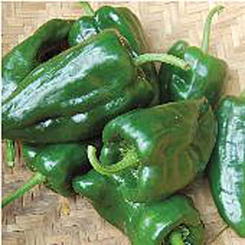 Poblano Hot Peppers Seeds (20+ Seeds) | Non GMO | Vegetable Fruit Herb Flower Seeds for Planting | Home Garden Greenhouse Pack