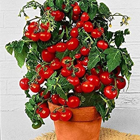 Dwarf Cherry Tomato Bush Seeds | 100+ Seeds | Grow Your Own Food | Good Yield of Delicious Cherry Tomatos