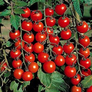 Dwarf Cherry Tomato Bush Seeds | 100+ Seeds | Grow Your Own Food | Good Yield of Delicious Cherry Tomatos