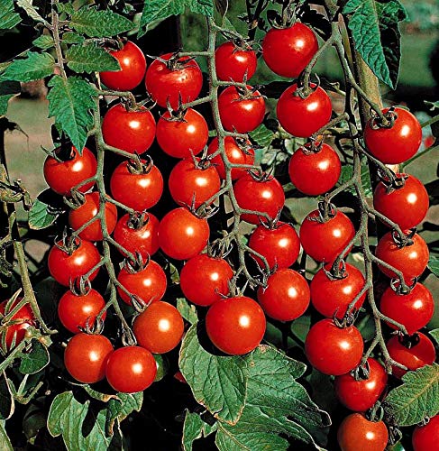 Dwarf Cherry Tomato Bush Seeds | 100+ Seeds | Grow Your Own Food | Good Yield of Delicious Cherry Tomatos