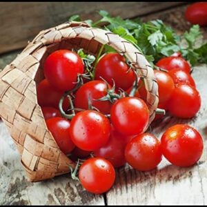 Dwarf Cherry Tomato Bush Seeds | 100+ Seeds | Grow Your Own Food | Good Yield of Delicious Cherry Tomatos