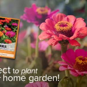 Zinnia Seeds for Planting Outdoors Flowers (Thumbelina) - Flower Seed Packet Annual Flower Heirloom, Non-GMO Variety- 800mg Seeds Great for Summer Seeds for Flower Gardens by Gardeners Basics